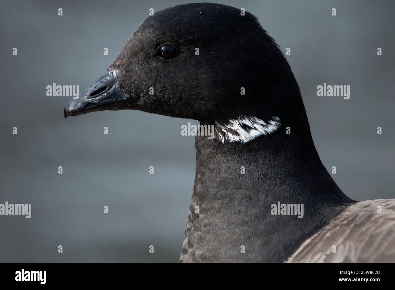 Atlantic brant goose hi-res stock photography and images - Alamy