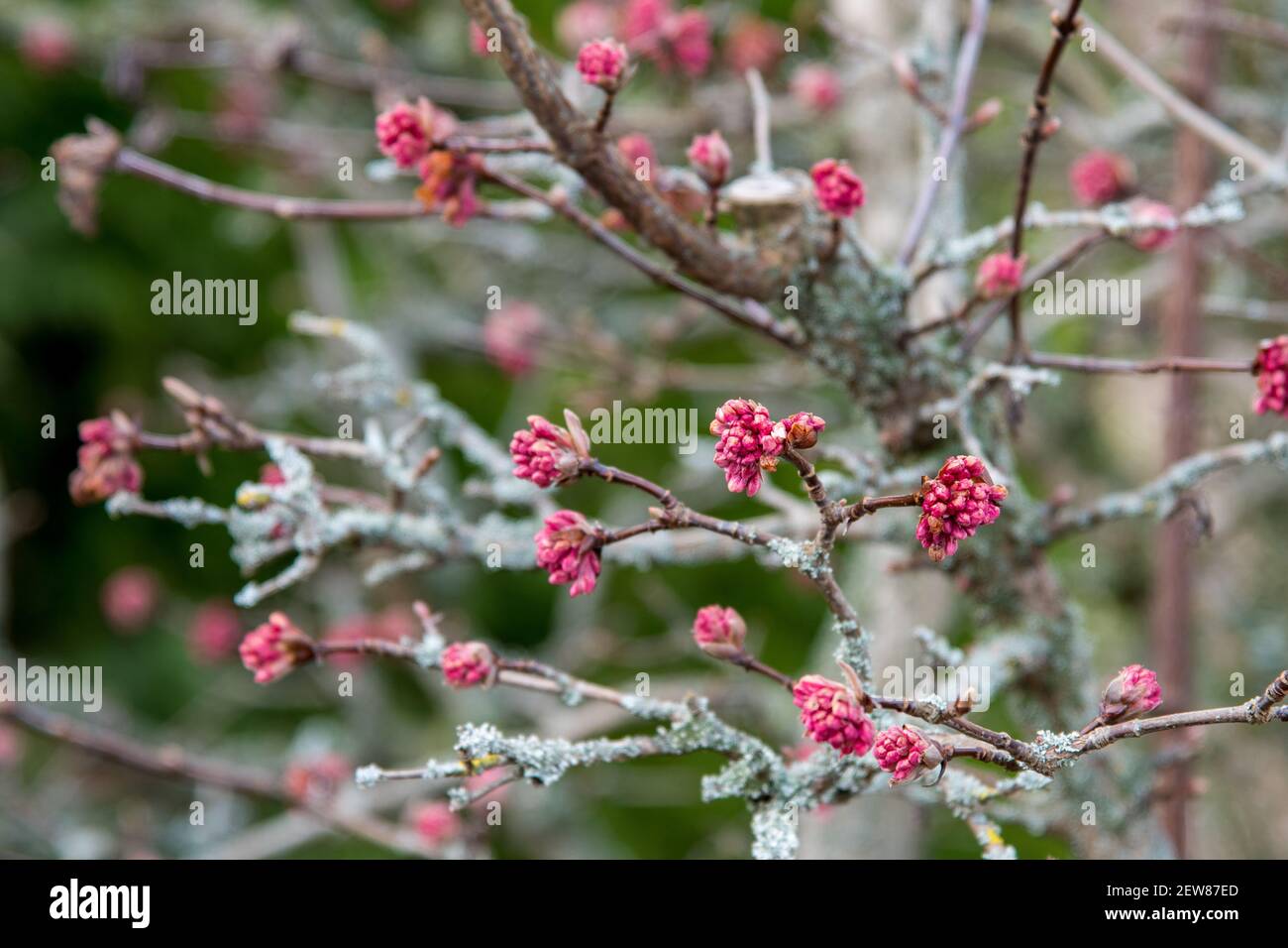 Coloured nature hi-res stock photography and images - Alamy