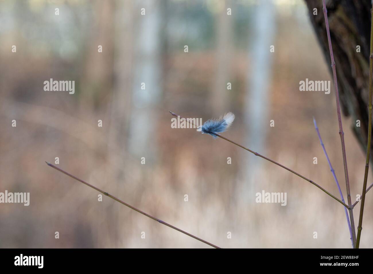Blue plume hi-res stock photography and images - Alamy