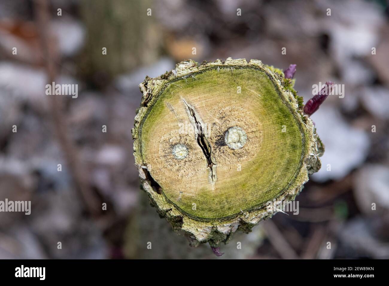 tree stump decorative Stock Photo - Alamy