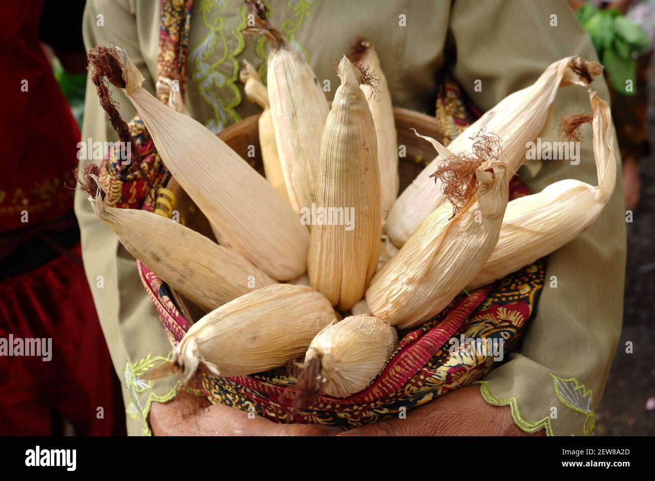 dry corn with skin that is harvested directly from the tree, dry corn ...