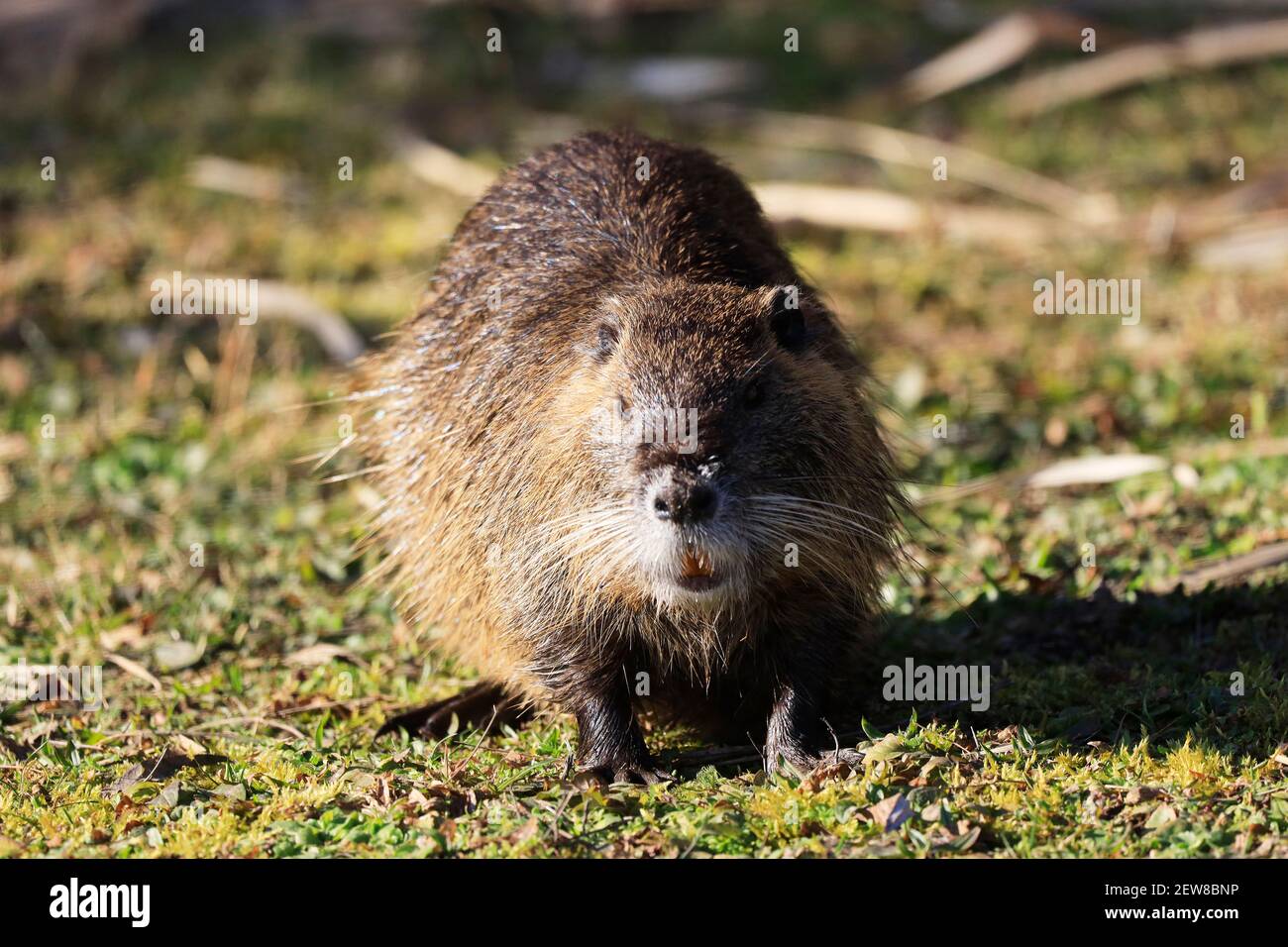 Baby muskrat hi-res stock photography and images - Alamy