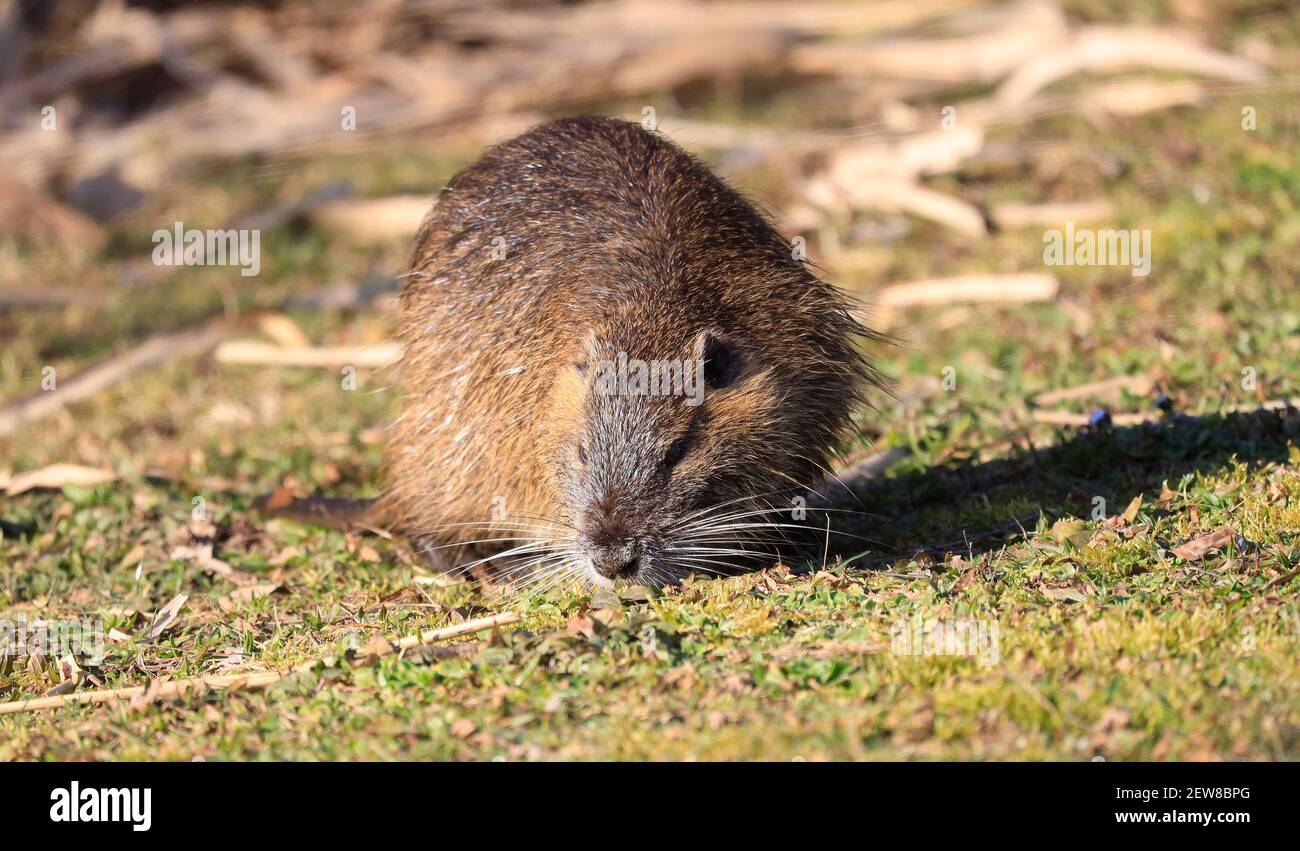 Baby muskrat hi-res stock photography and images - Alamy