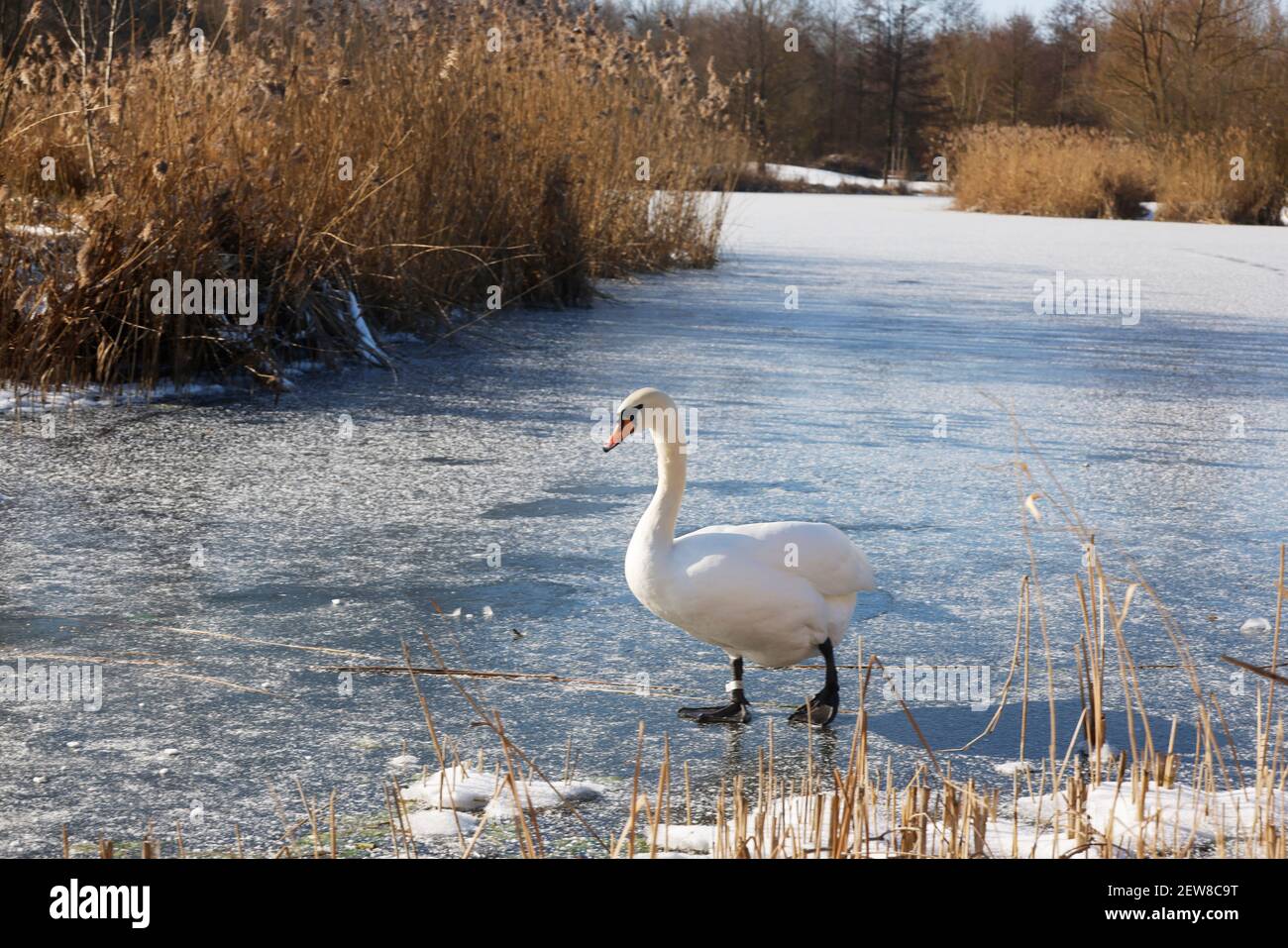 Black swan walking on green hi-res stock photography and images - Alamy