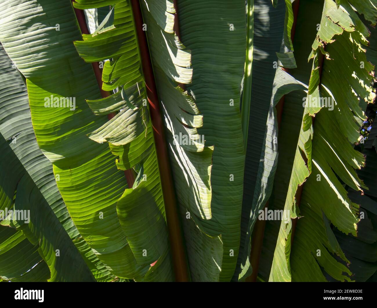Detail of banana plant leaves captured at sunset in the central Andean ...