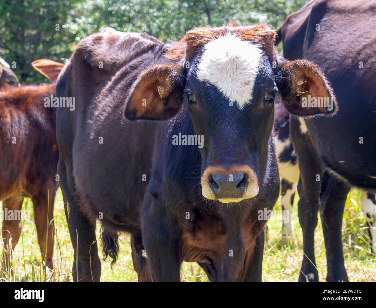 Cattle farm colombia hi-res stock photography and images - Alamy