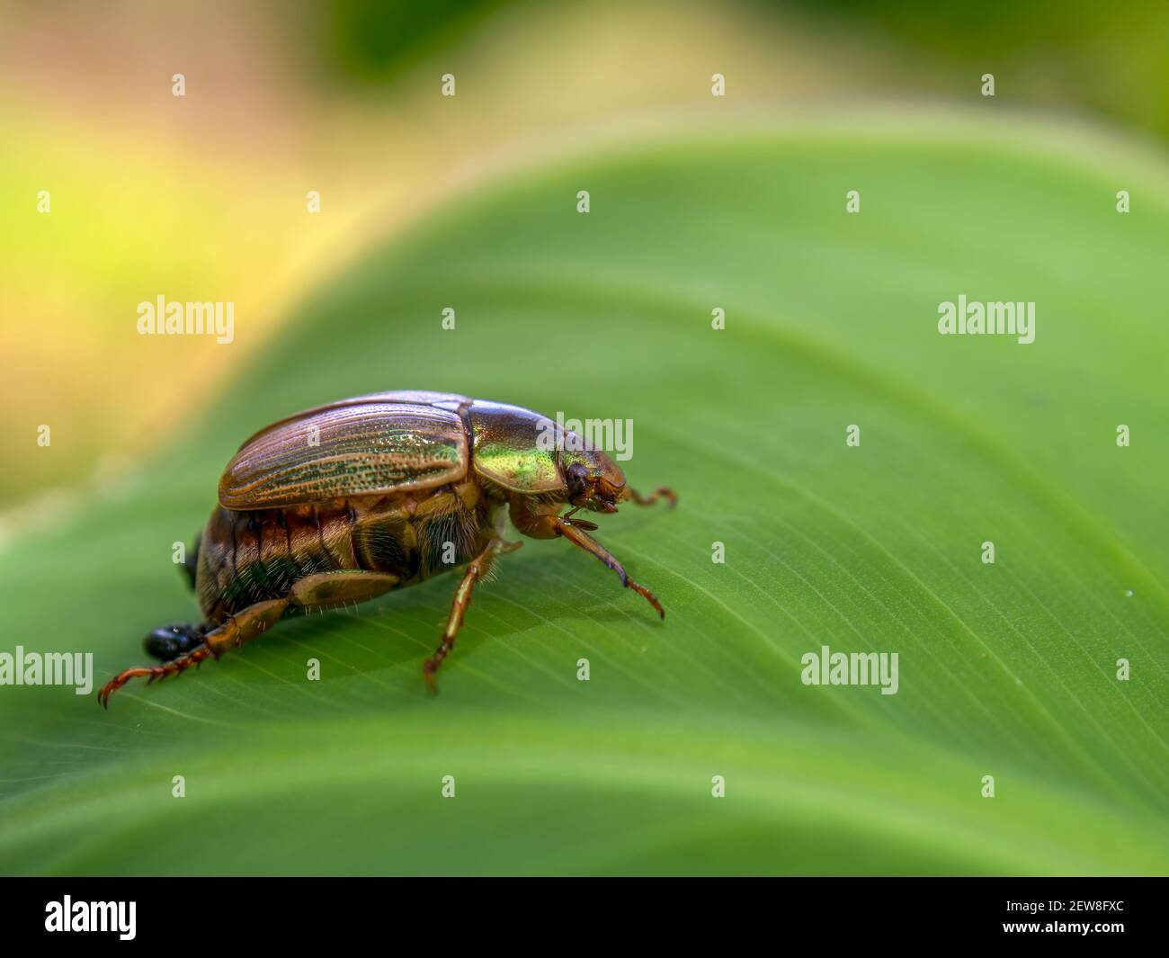 Jewel scarab hi-res stock photography and images - Alamy