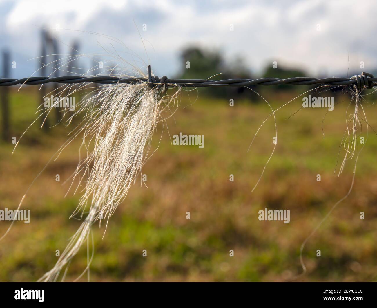 Tangled horse hair close up hi-res stock photography and images - Alamy