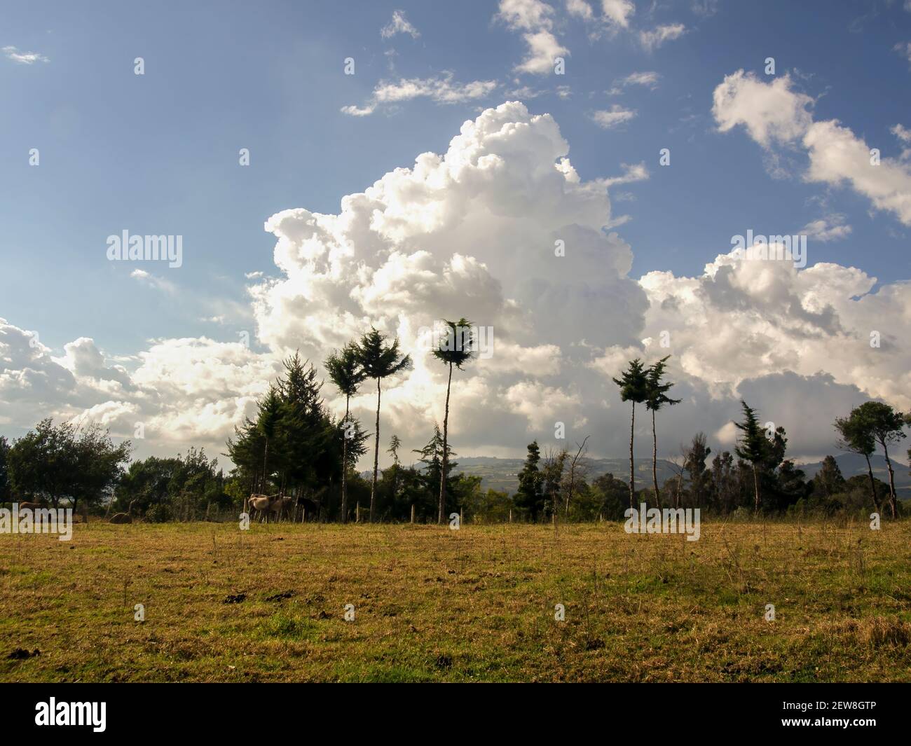 Landscape photography of a meadow with some horses near the colonial ...