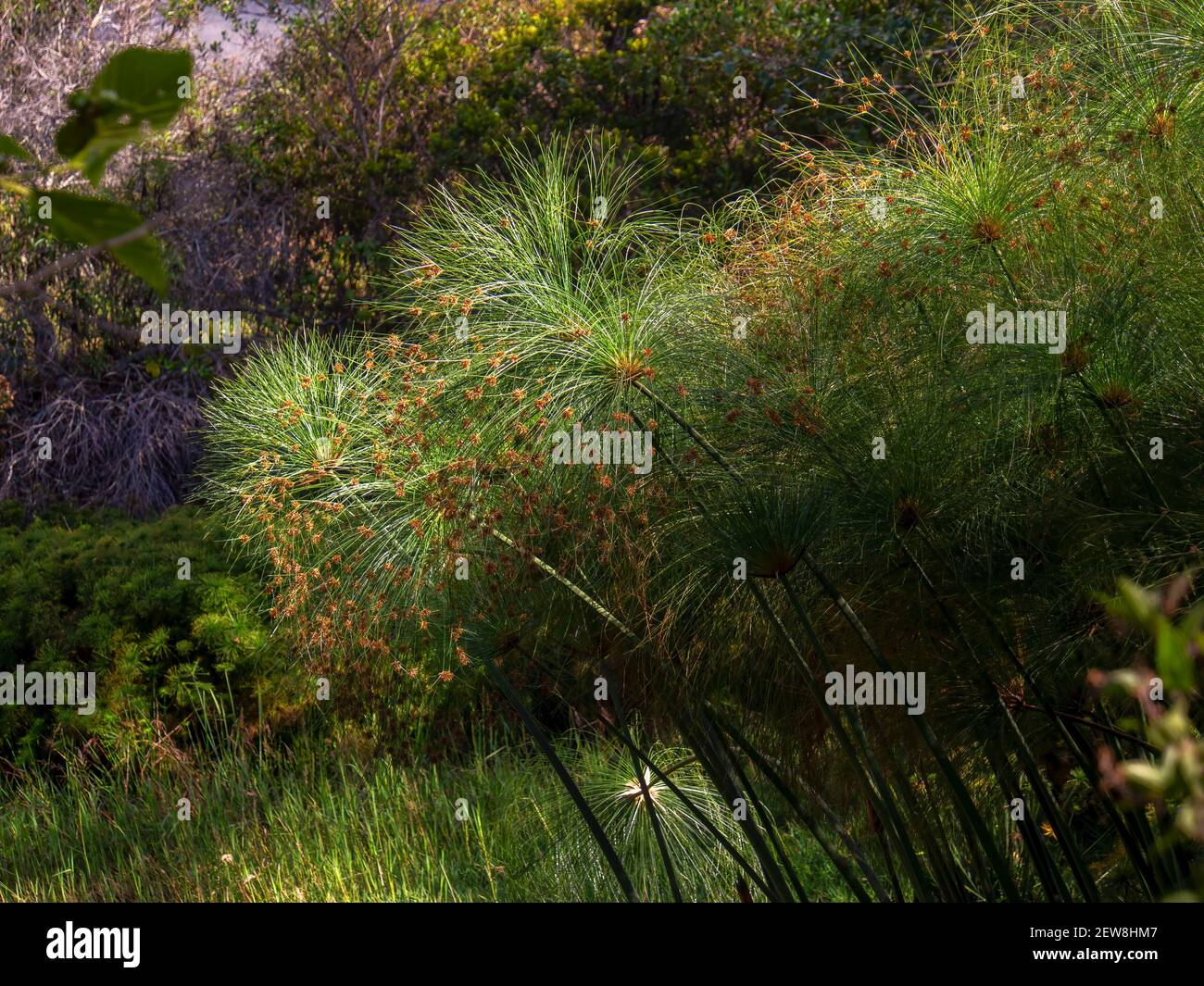 Egyptian water papyrus hi-res stock photography and images - Alamy