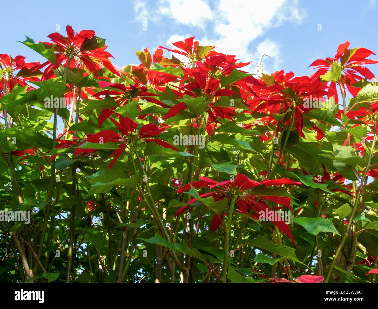 Pointsettia mexico hi-res stock photography and images - Alamy
