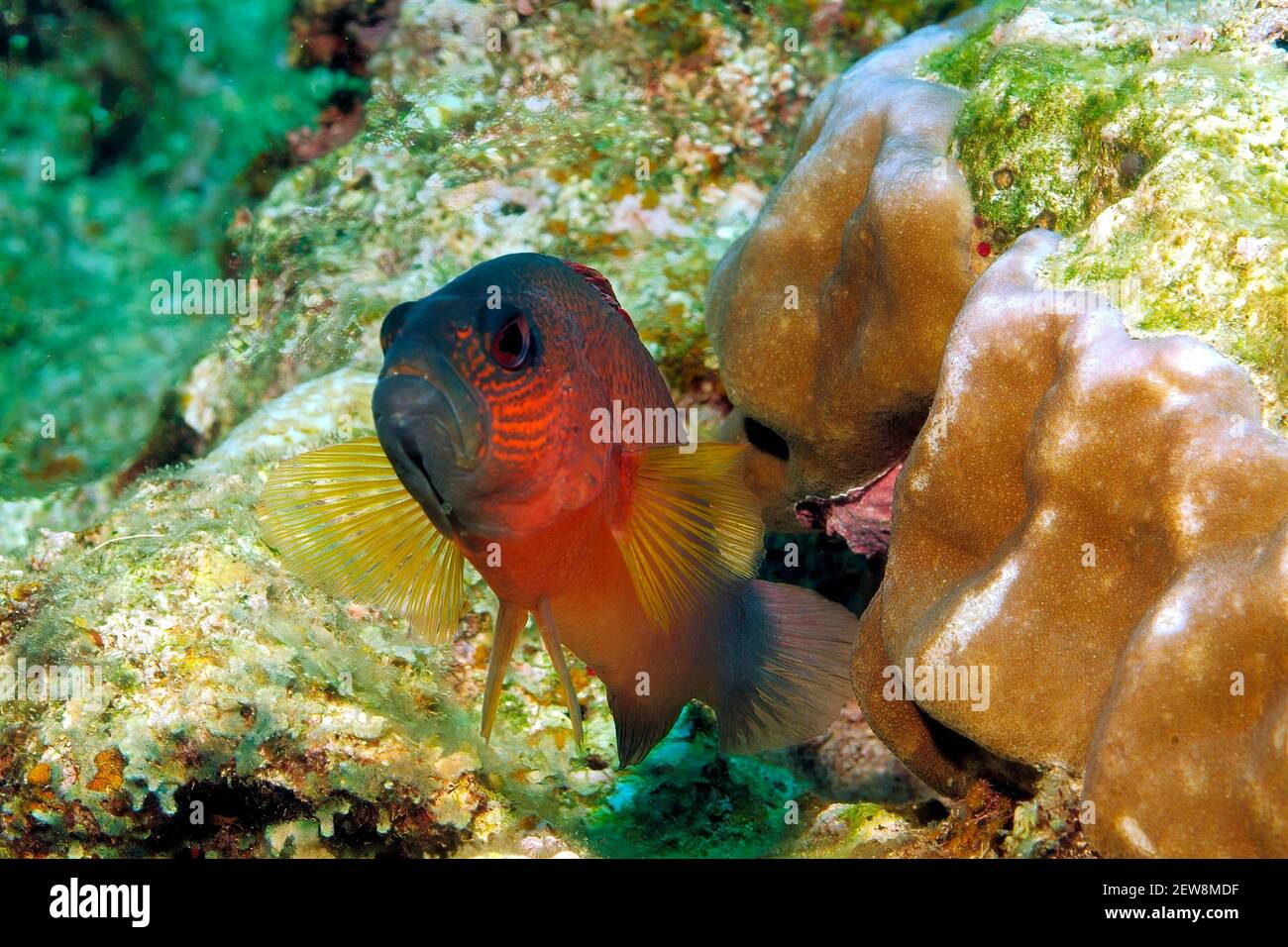 Devil Fire Fish High Resolution Stock Photography and Images - Alamy
