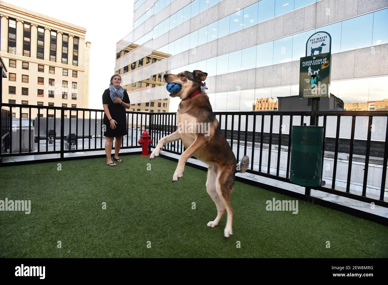 Renter Laura Goodell plays catch with Asher on the small rooftop dog ...
