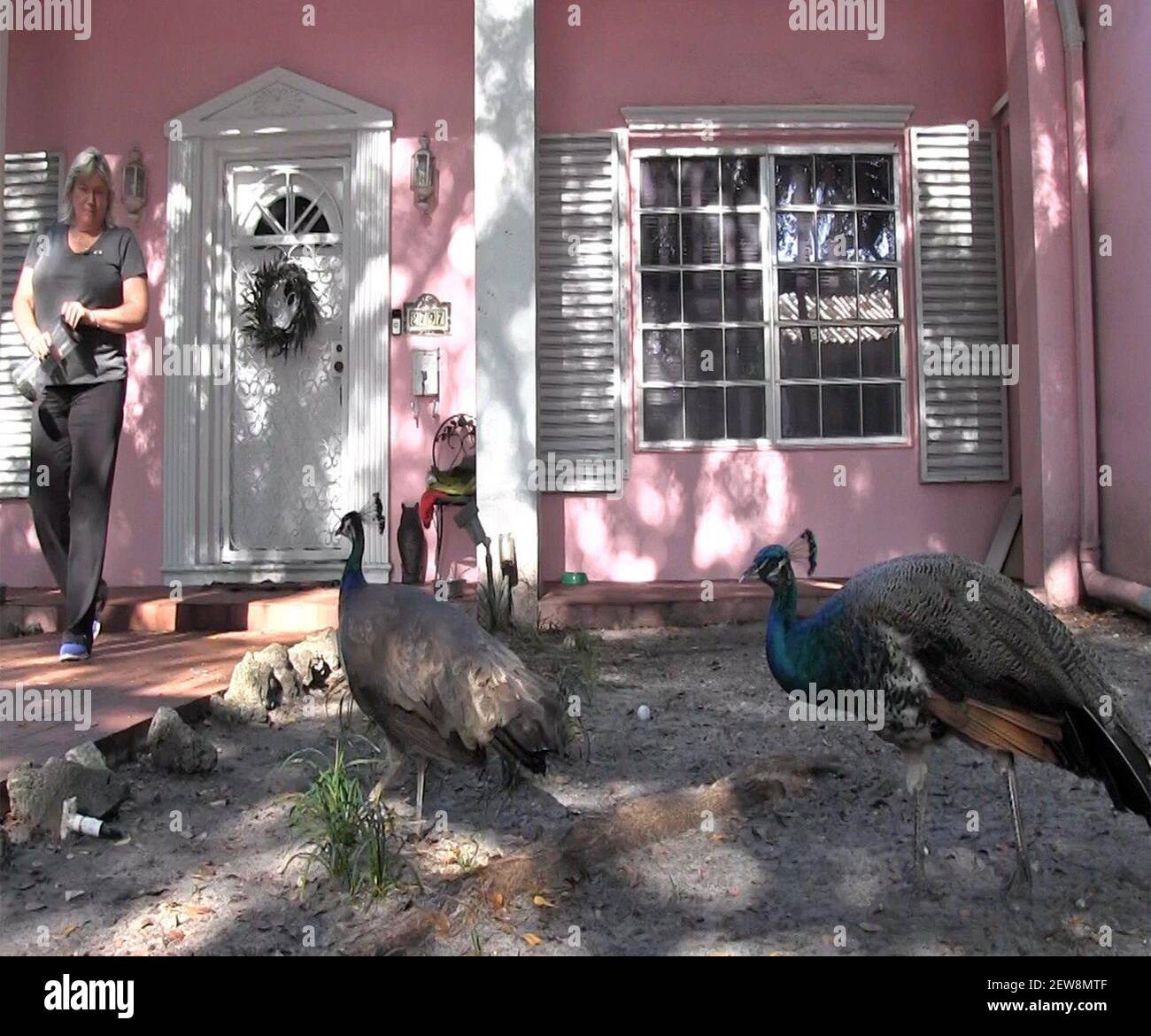 Cathy Moghari feeds the Peacocks in her front yard on April 27, 2017 in ...