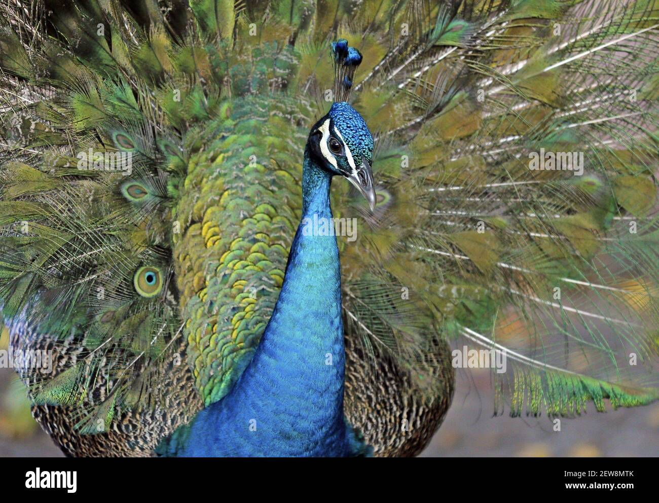 Miami's peacock population is growing, and many neighbors are annoyed ...