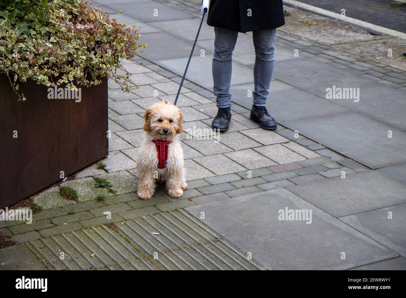 A very cute brown scruffy dog being taken for a walk by a man Stock ...