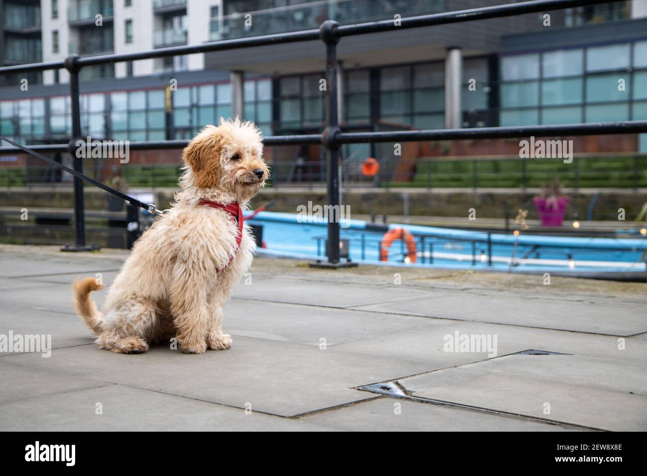 A very cute scruffy brown dog being taken for a walk along the canal ...