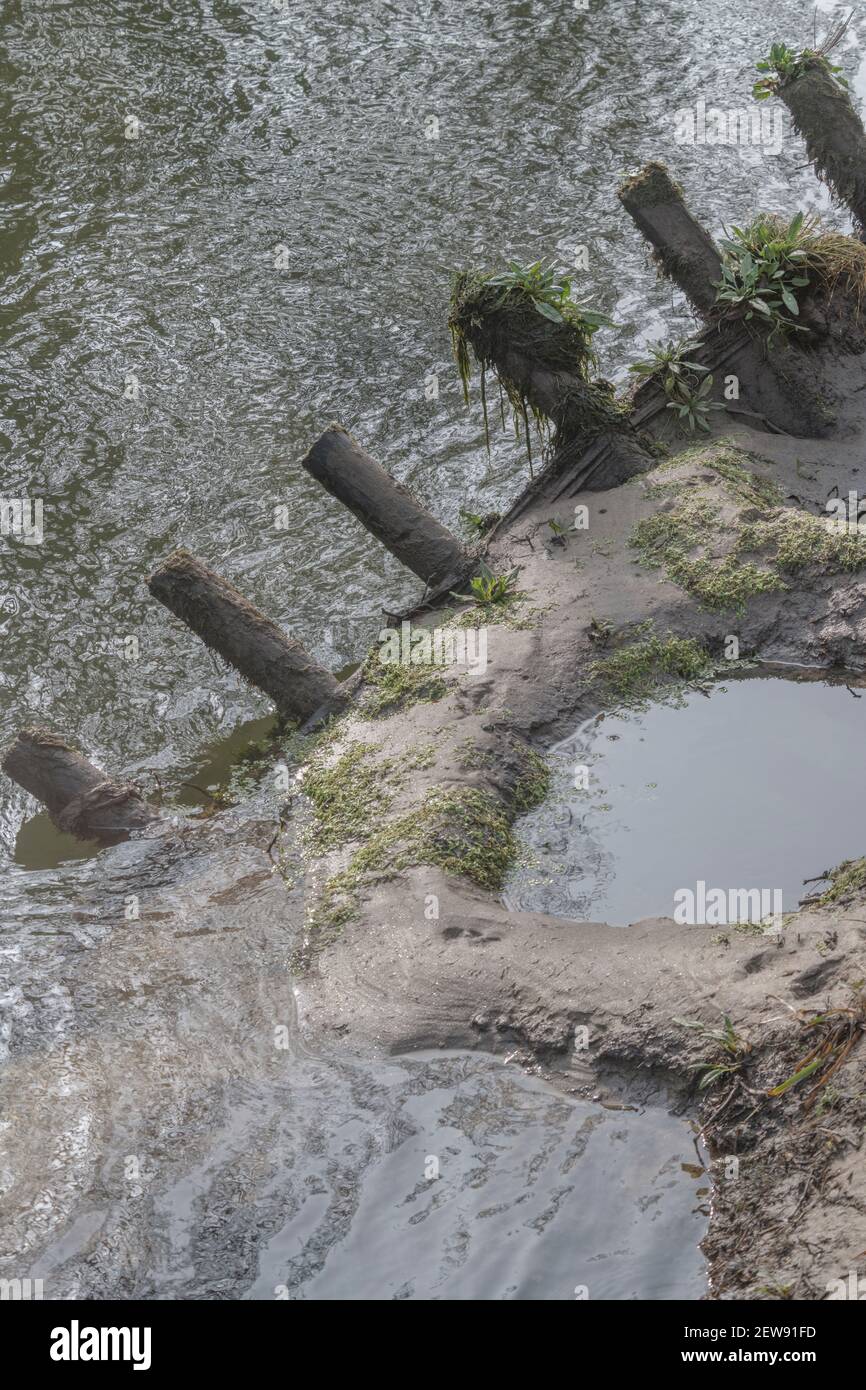 Collapsed wooden flood defences / erosion prevention barrier ...