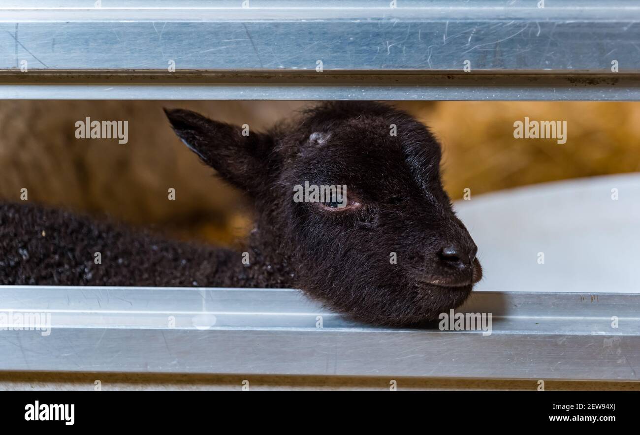 Peeking through fence hi-res stock photography and images - Alamy