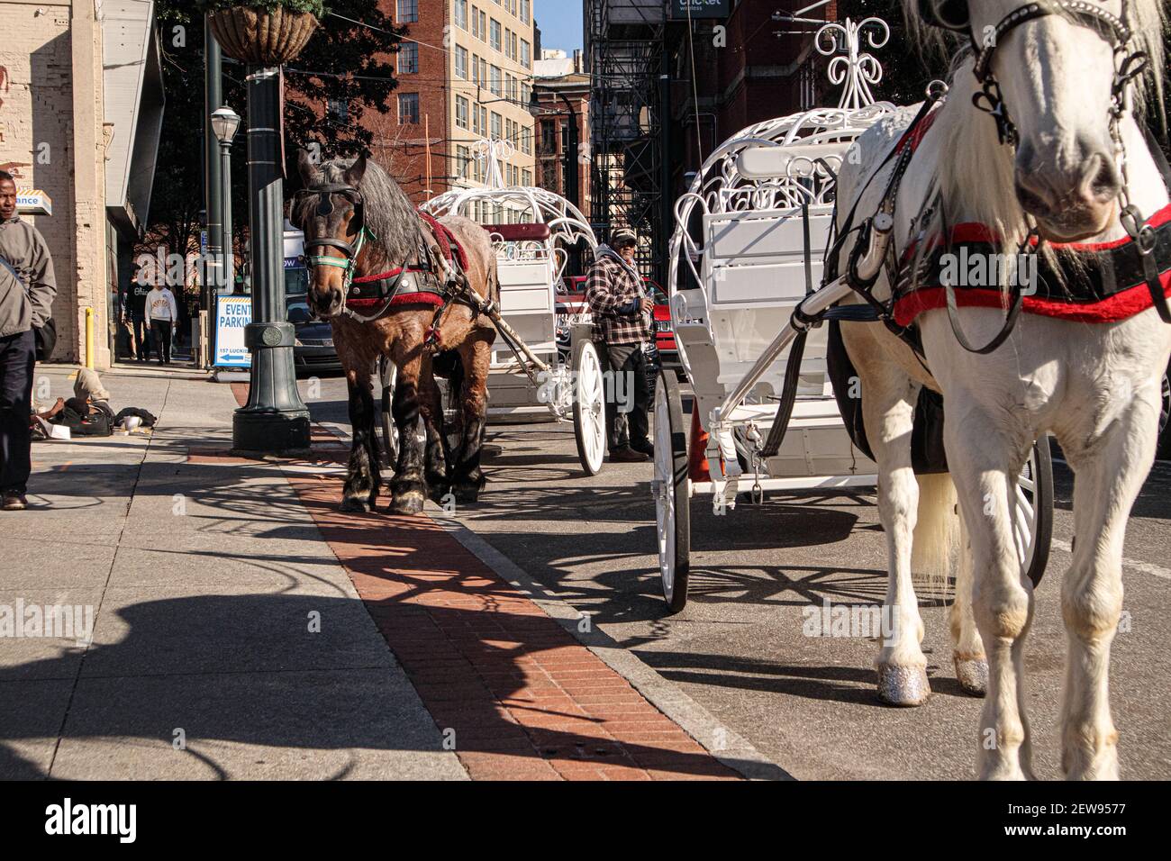 Atlanta, Ga USA - 03 07 20: Carriage horse close up downtown Atlanta ...