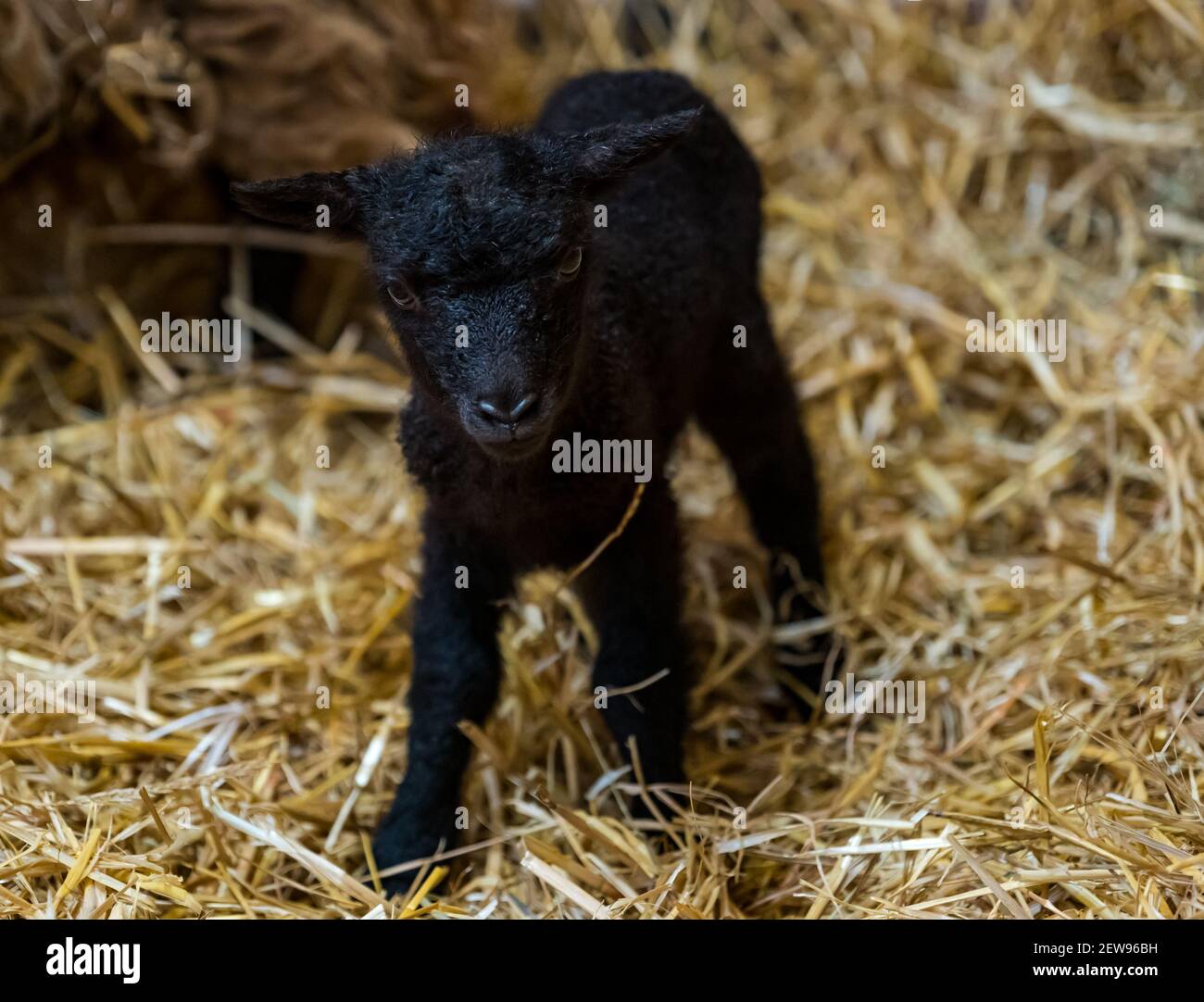 Newborn black Shetland lamb in hay in barn, Scotland, UK Stock Photo ...