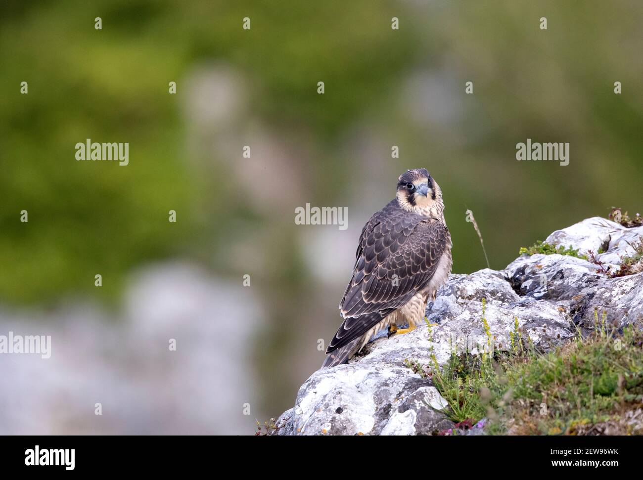 A young peregrine falcon hi-res stock photography and images - Alamy