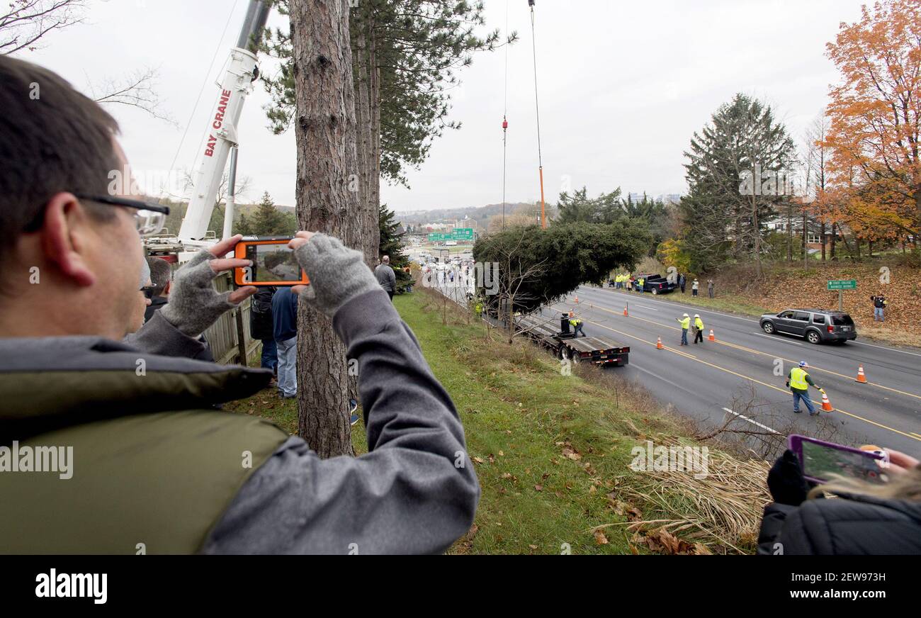 Jason Perrin takes a photo as the 75-foot Norway Spruce that was on the ...