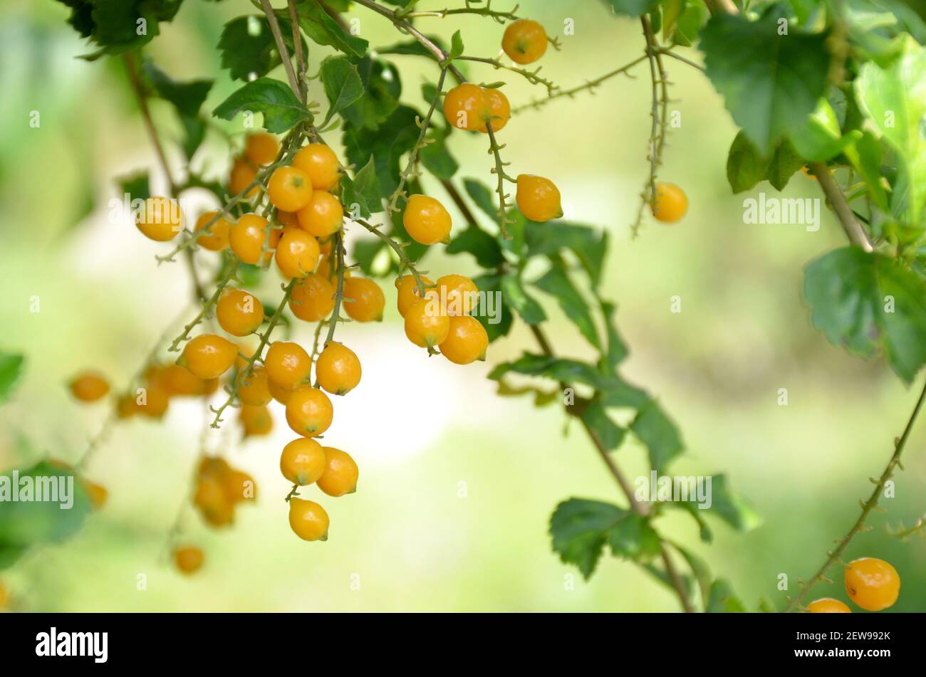 A cluster of ripe yellow berries on the pigeon berry plant Stock Photo ...