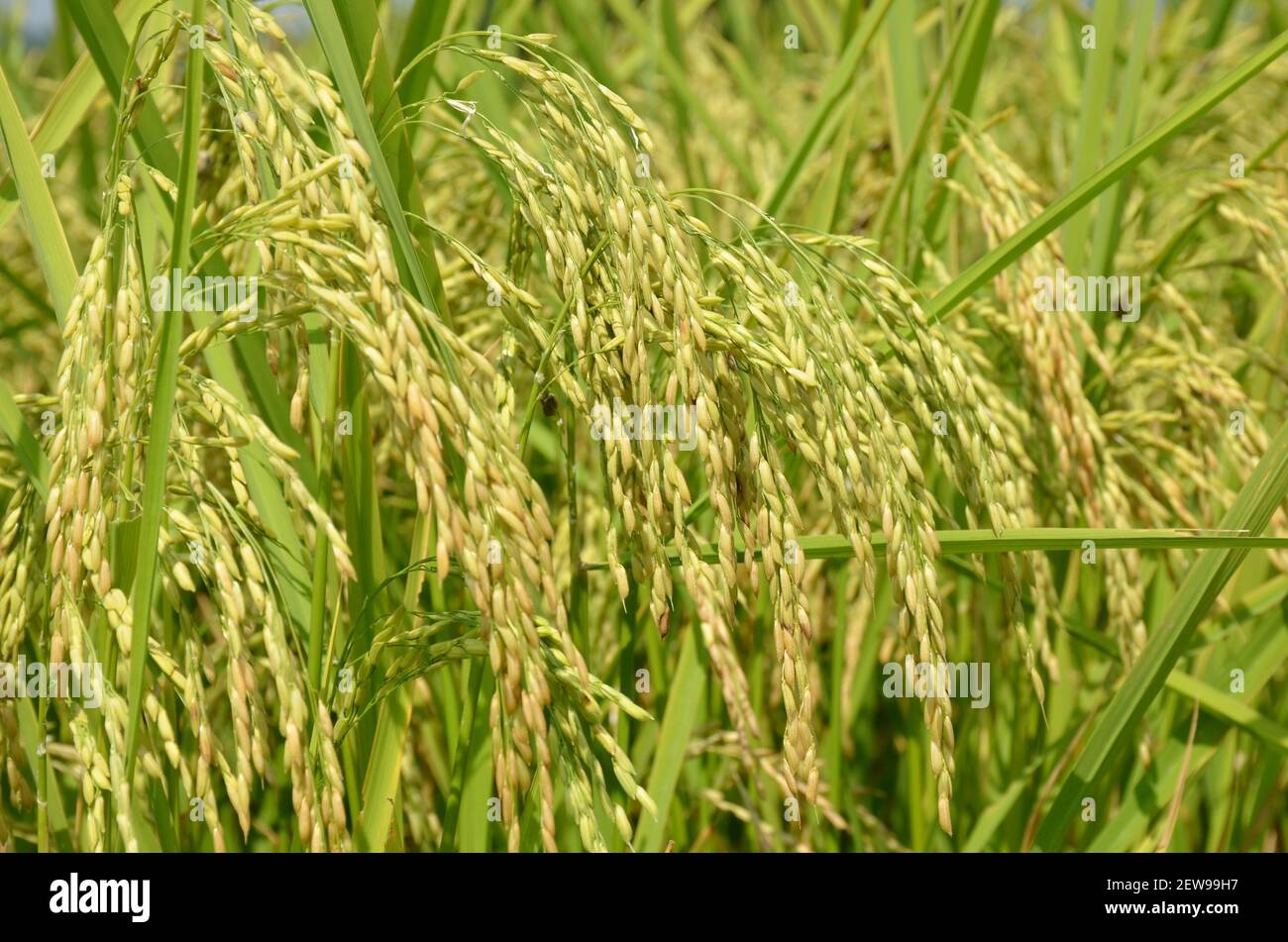 Ripe paddy plant ears with grains in the field (Oryza sativa Stock ...