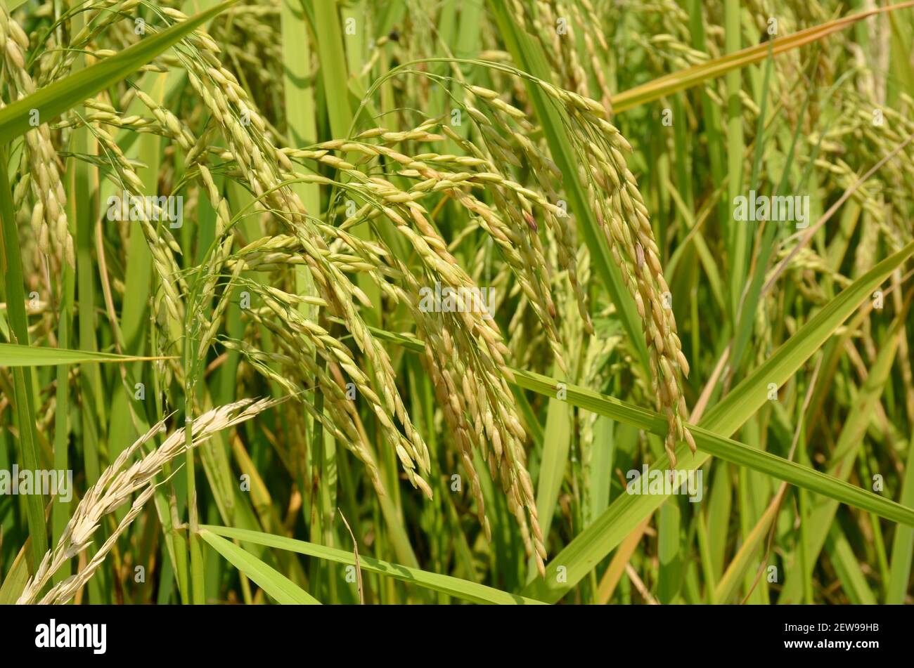 Ears asian rice oryza sativa hi-res stock photography and images - Alamy