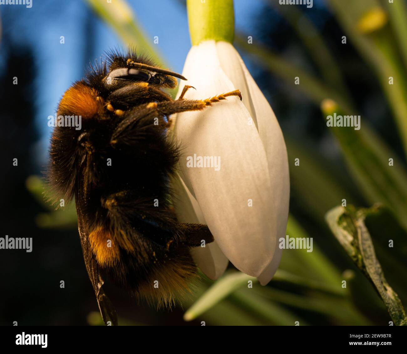 A closeup shot of a hairy bumblebee insect collecting pollen at white ...