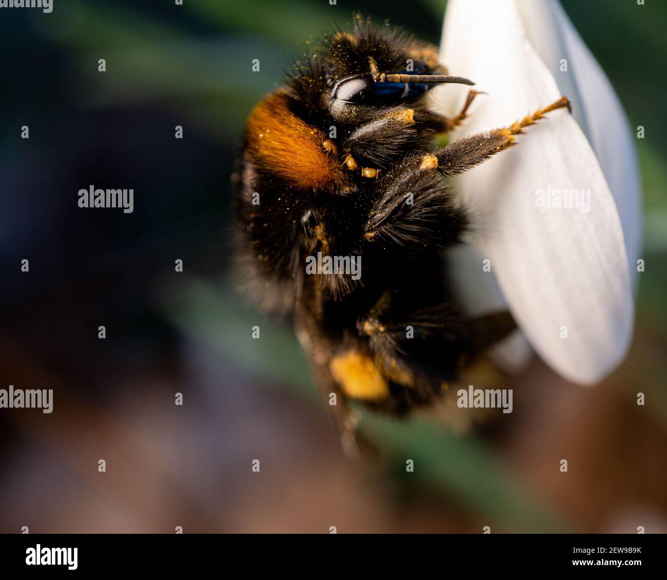 A closeup shot of a hairy bumblebee insect collecting pollen at white ...