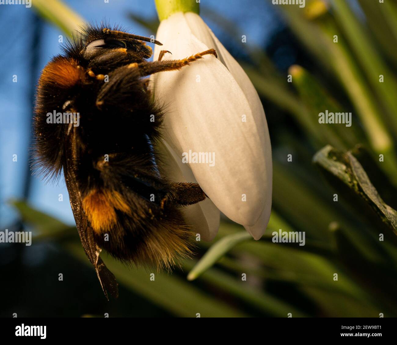 A closeup shot of a hairy bumblebee insect collecting pollen at white ...