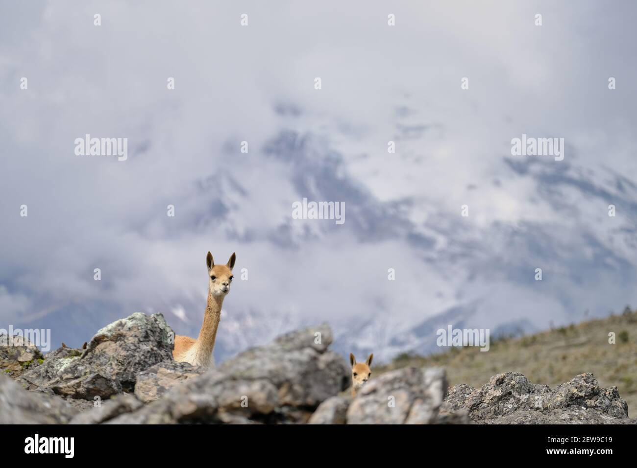 Vicunas walk in front of Chimborazo near Riobamba, Ecuador on November ...