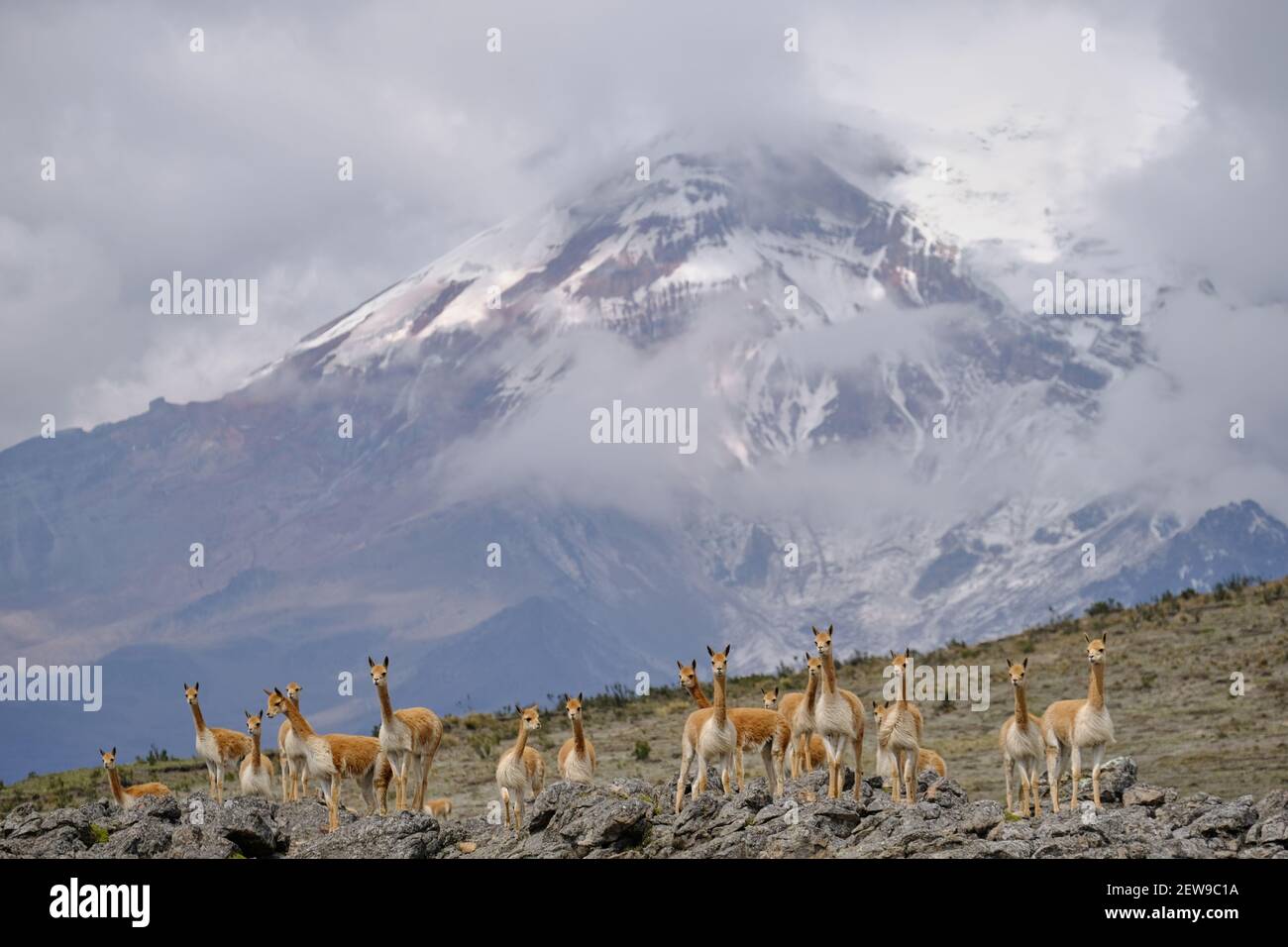 Vicunas walk in front of Chimborazo near Riobamba, Ecuador on November ...