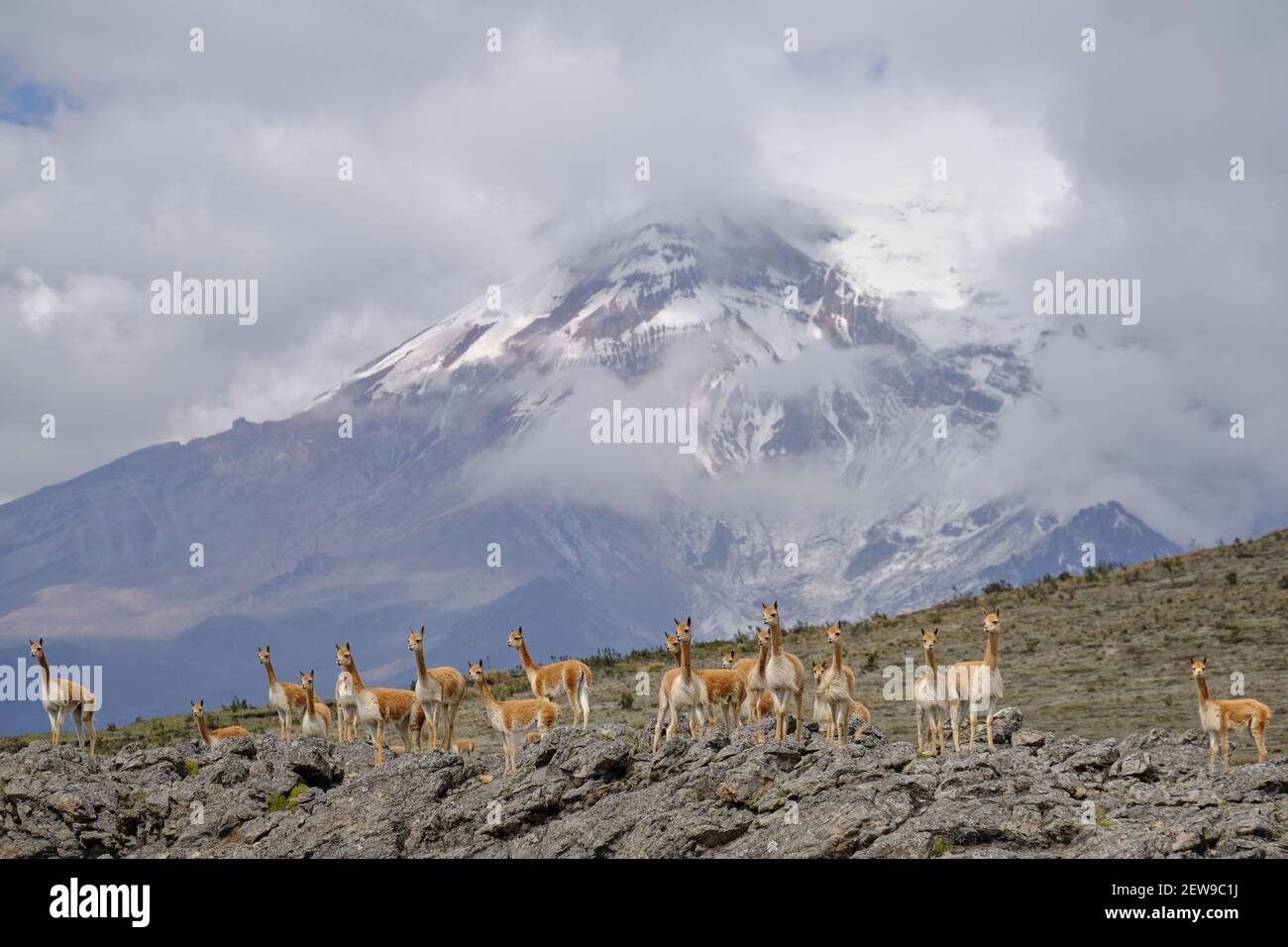 Vicunas walk in front of Chimborazo near Riobamba, Ecuador on November ...