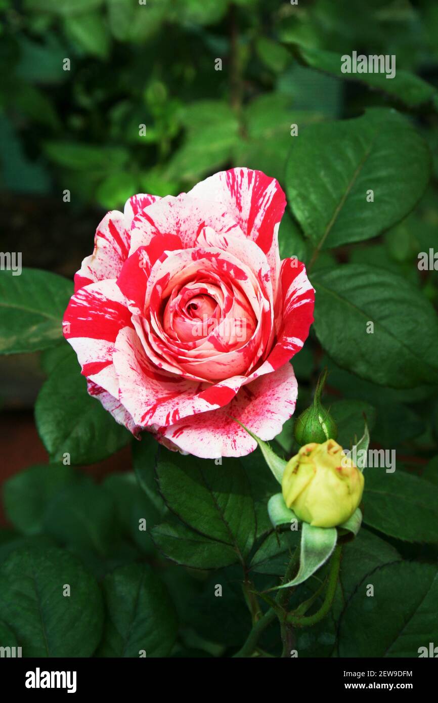A closeup shot of multi-hued pink rose with bud and leaves in the ...