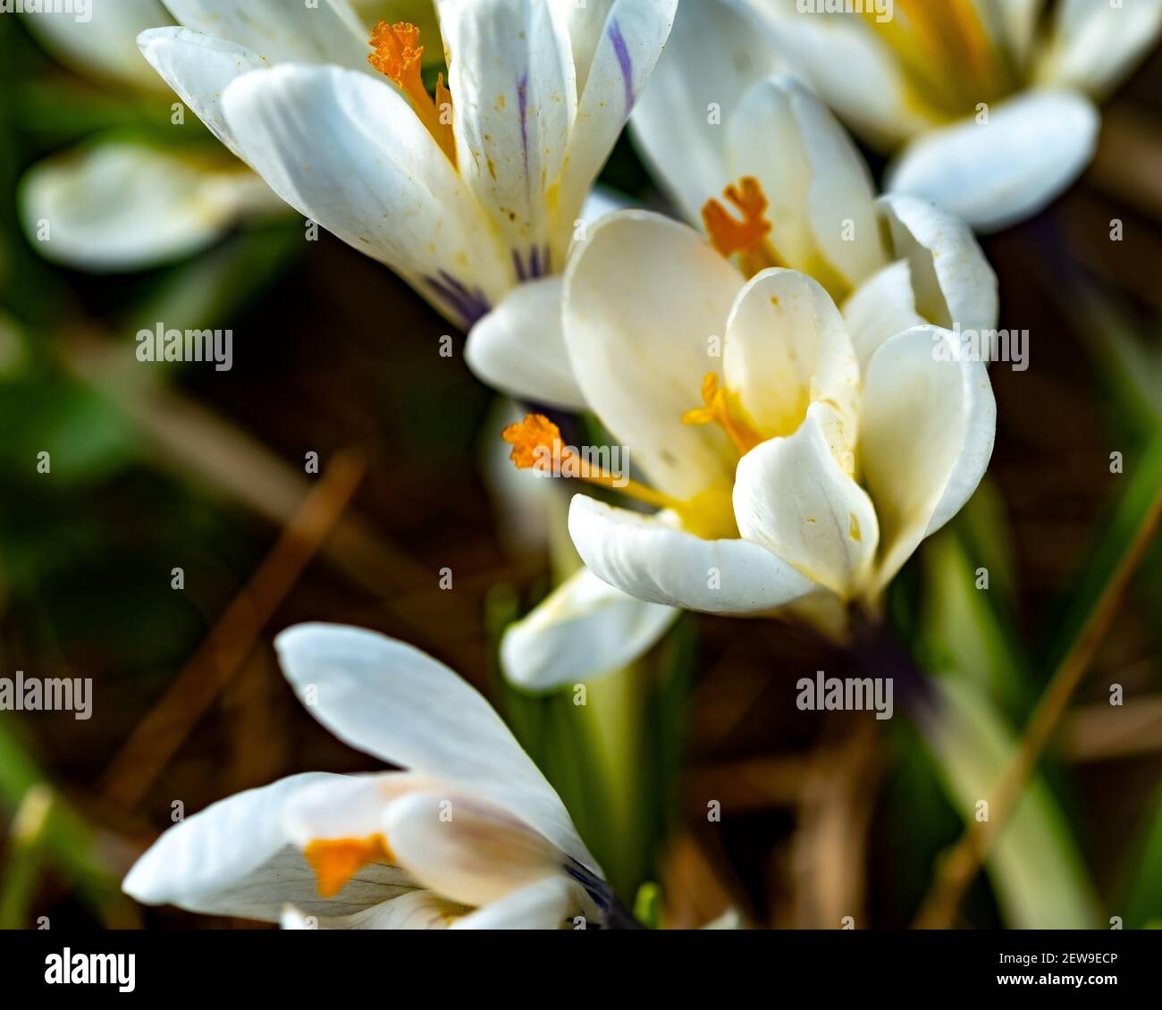 A close up of white crocus flowers (Crocus Sativus) growing wild in ...