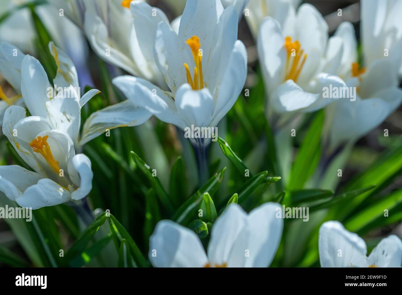 A close up of white crocus flowers (Crocus Sativus) and stamen growing ...