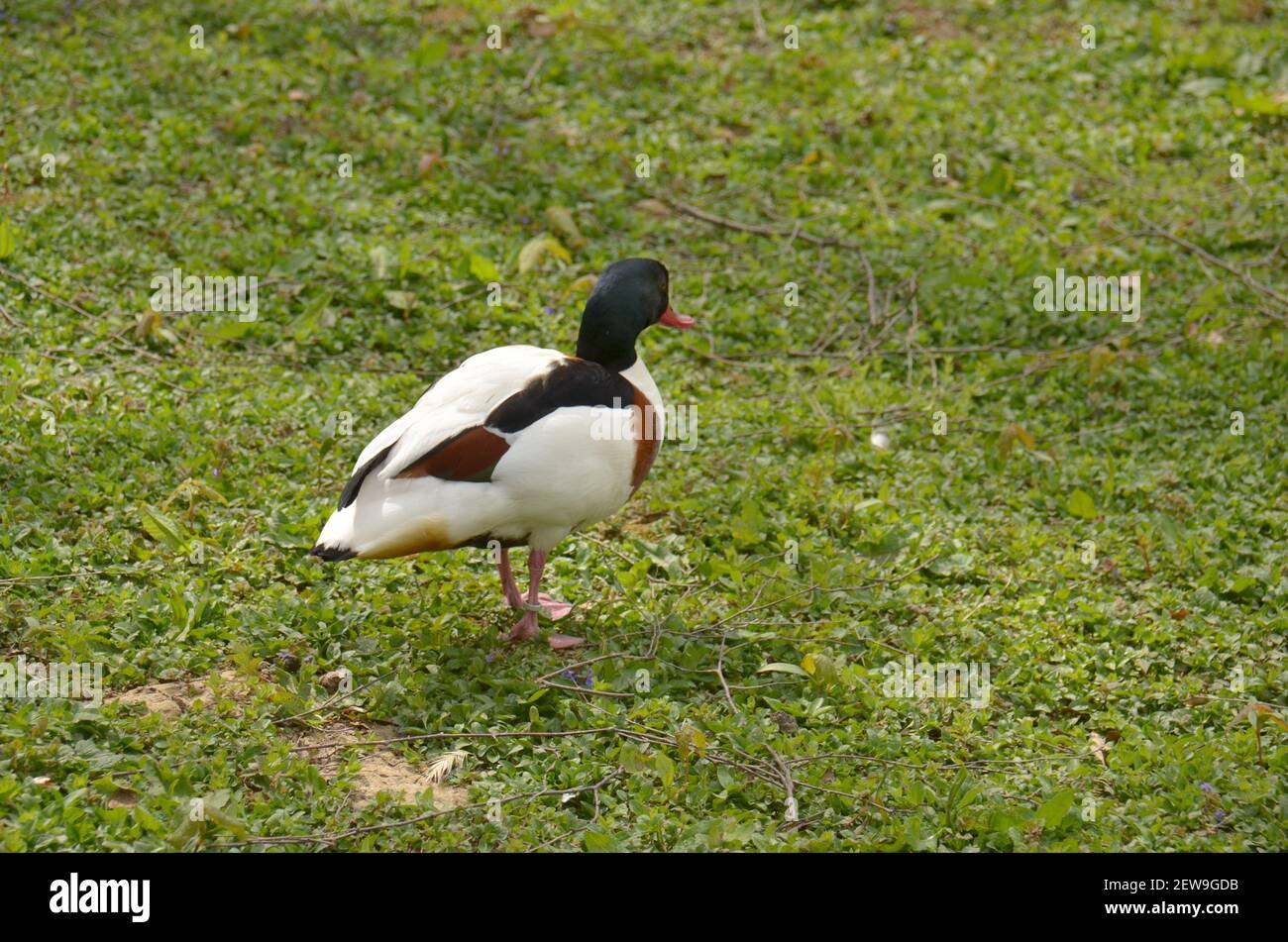 Photographed here in Southern England, this water bird can be found all ...
