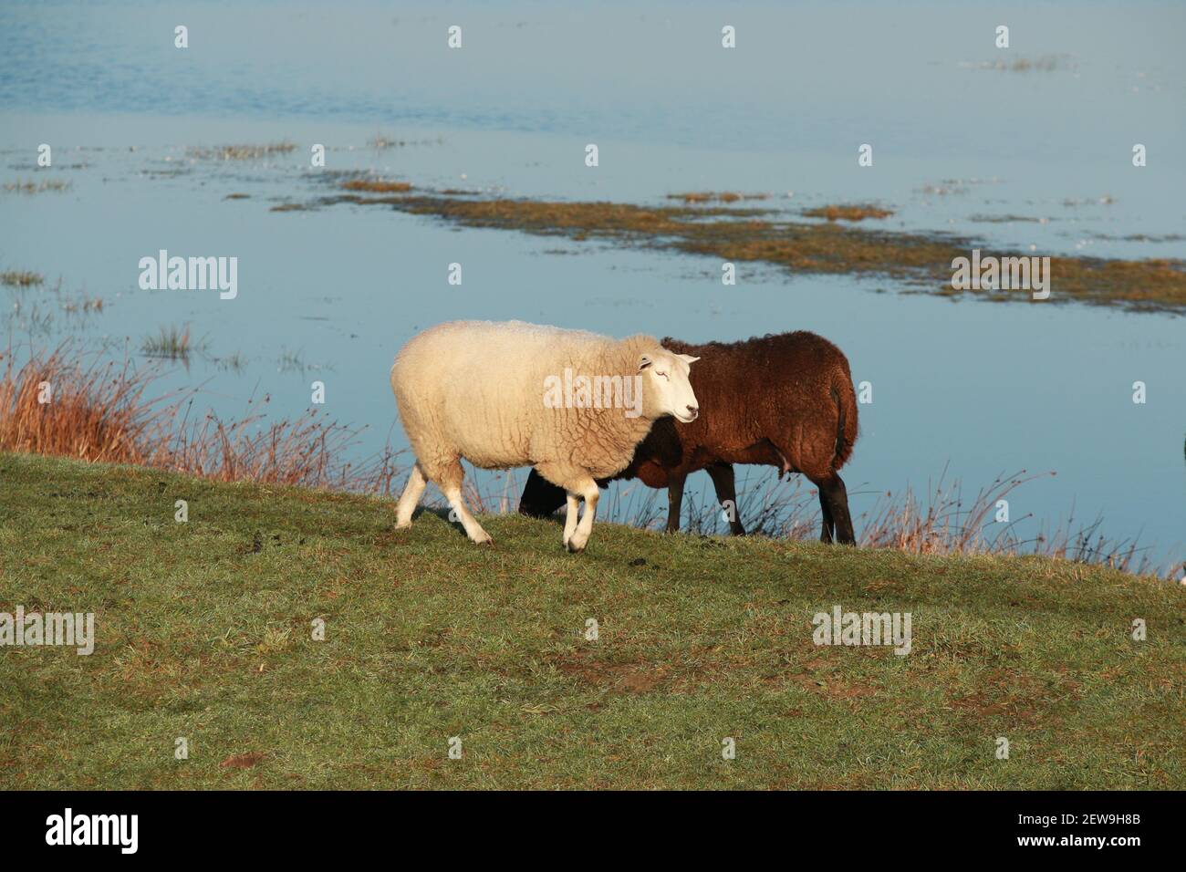 Sheeps lake hi-res stock photography and images - Alamy