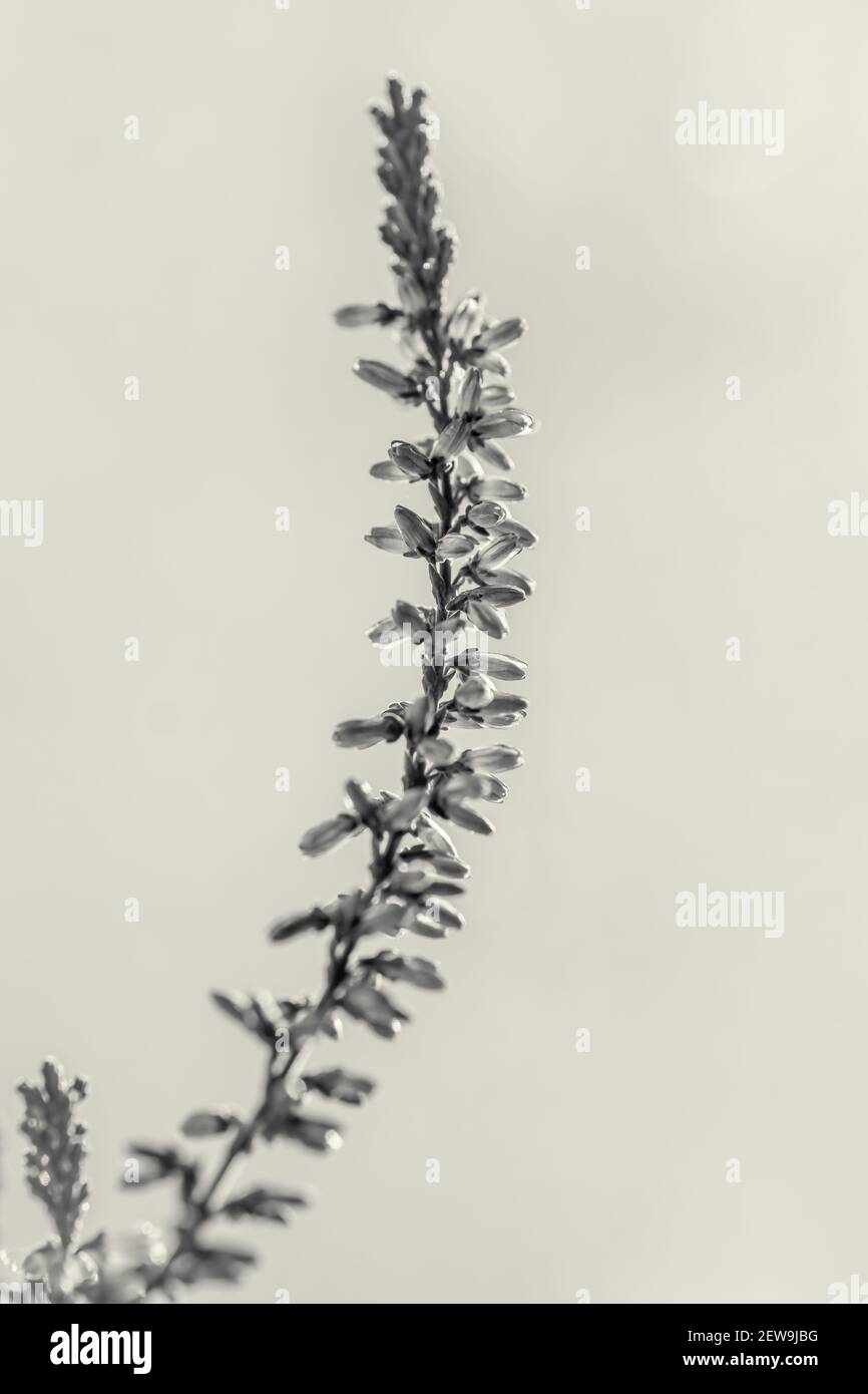 A vertical shot of calluna in a field under the sunlight in dim colors ...