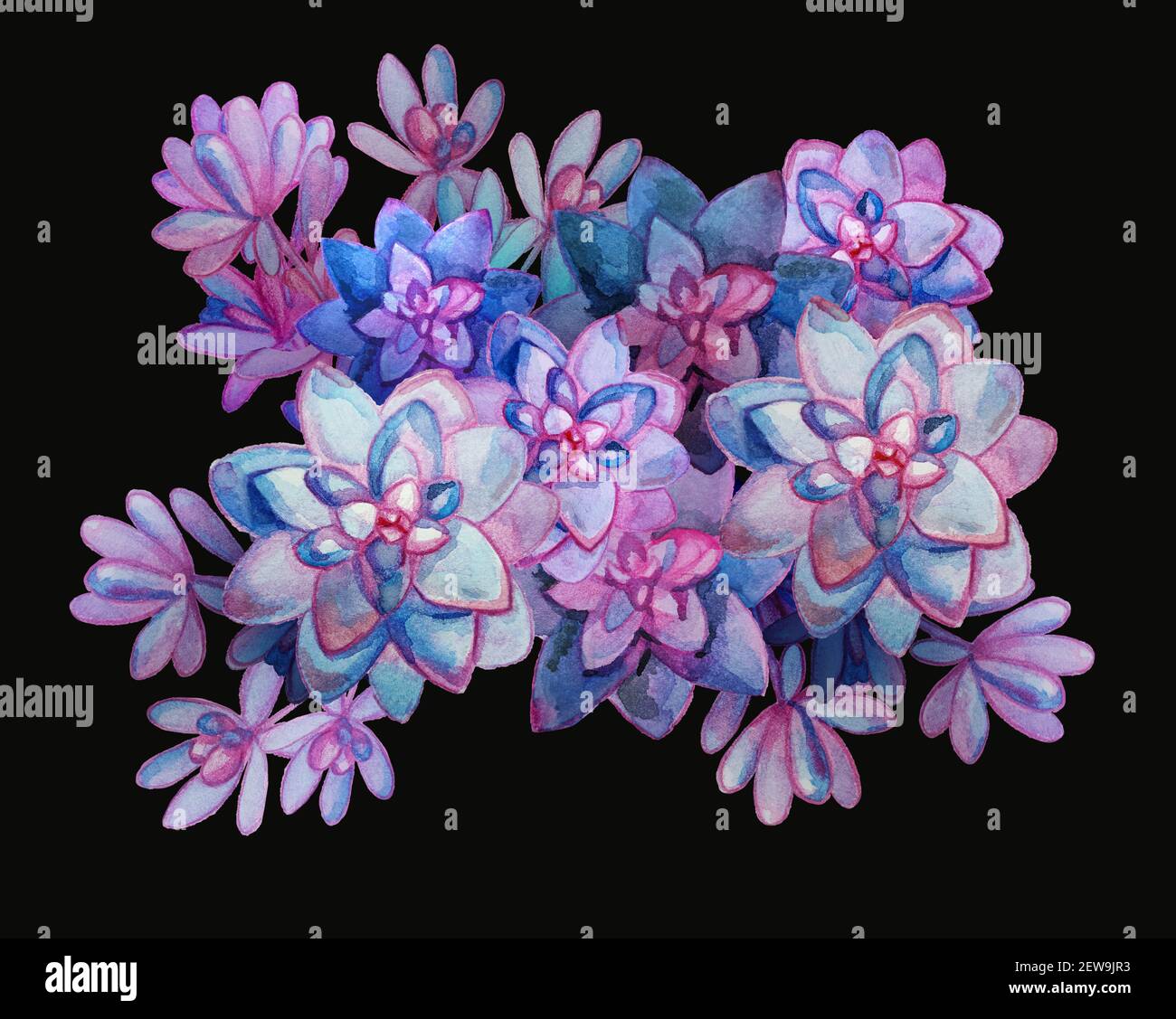 watercolor drawing of succulent stone rose succulent plant digital ...
