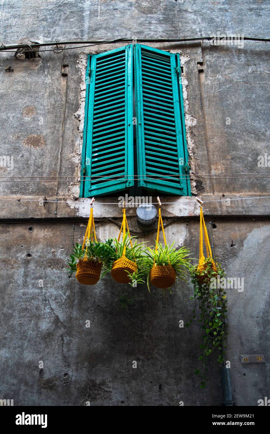 The small plant pots hanging from the green wooden window shutter Stock ...