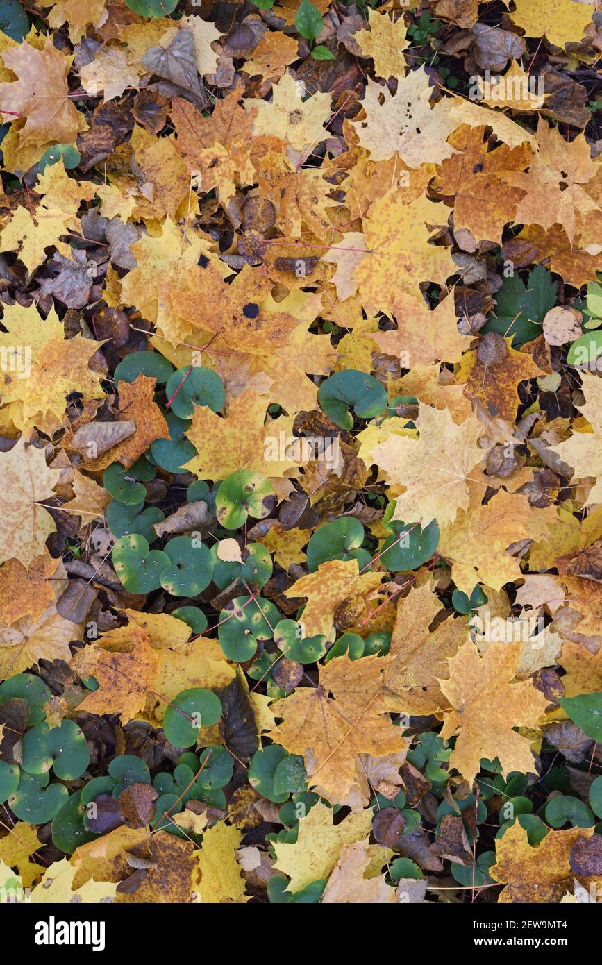 Autumn background. Fallen yellow maple leaves in forest texture overhead view Stock Photo - Alamy