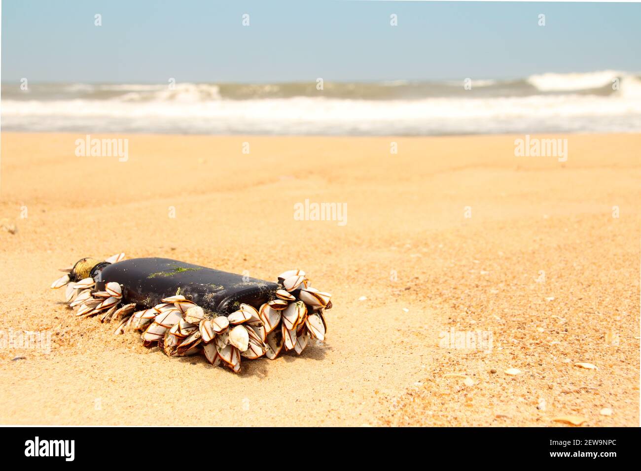 A glass bottle covered in clams on the sand Stock Photo - Alamy
