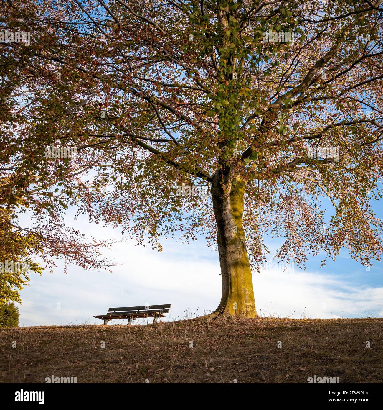 Park bench under an autumn tree Stock Photo - Alamy