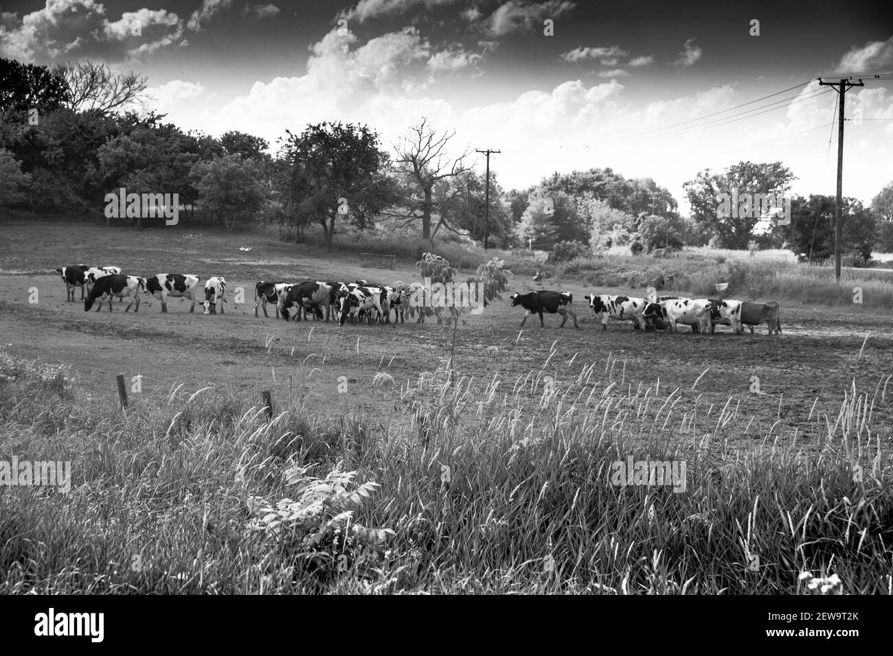 Cows a Lot Stock Photo - Alamy
