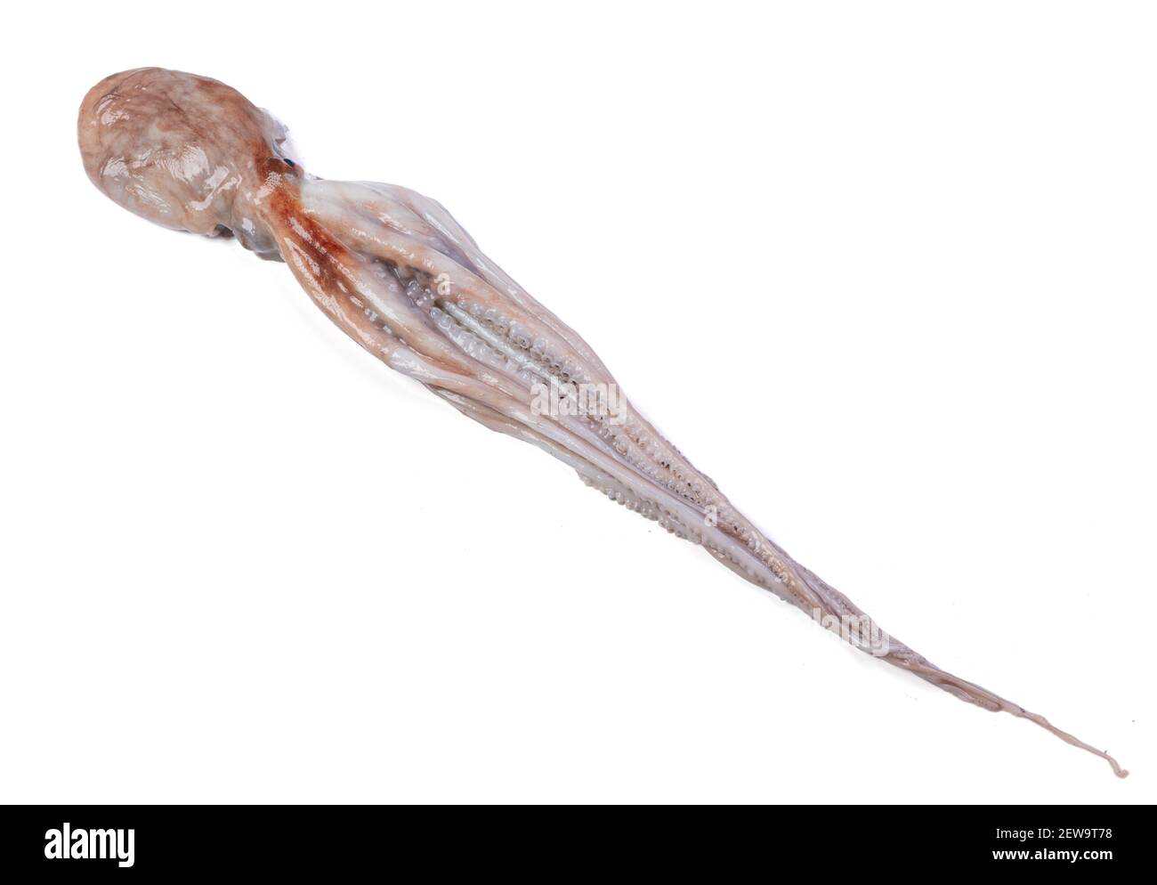 Fresh fish, octopus on white background Stock Photo - Alamy