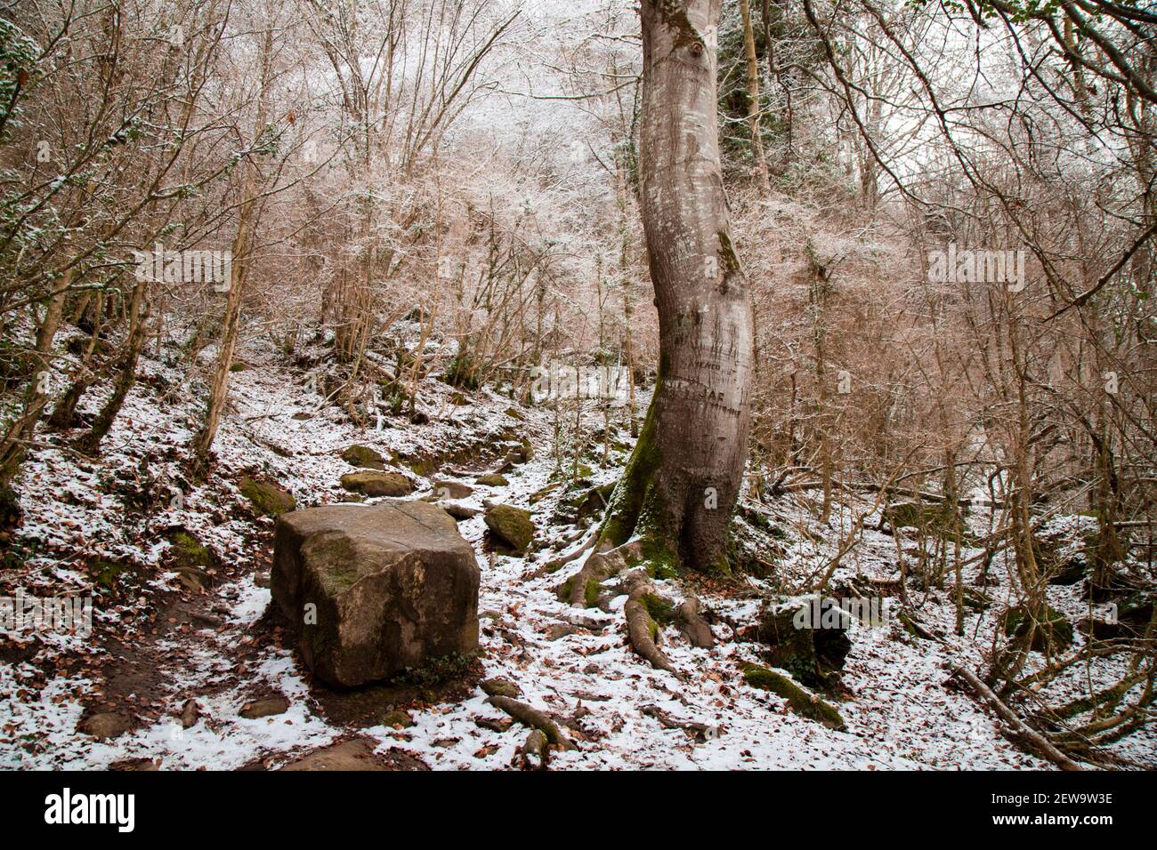 A tree and a big rock on a path in a forest in a snowy landscape Stock ...